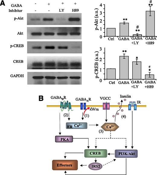 GABA Promotes Human β-Cell Proliferation and Modulates Glucose ...