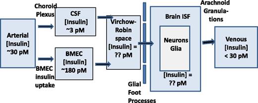 Insulin Regulates Brain Function, but How Does It Get There? | Diabetes ...