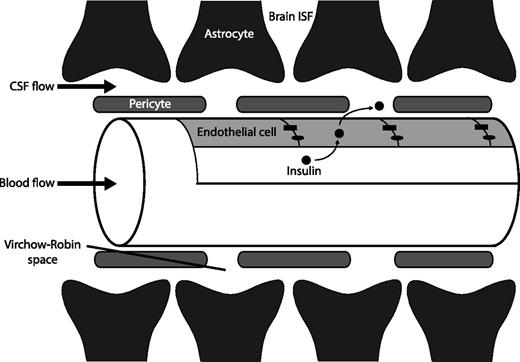 Insulin Regulates Brain Function, but How Does It Get There? | Diabetes ...