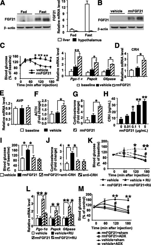 FGF21 Maintains Glucose Homeostasis by Mediating the Cross Talk Between ...