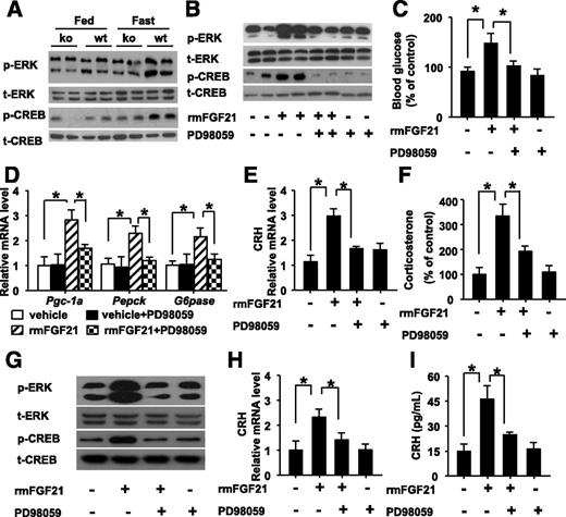 FGF21 Maintains Glucose Homeostasis by Mediating the Cross Talk Between ...