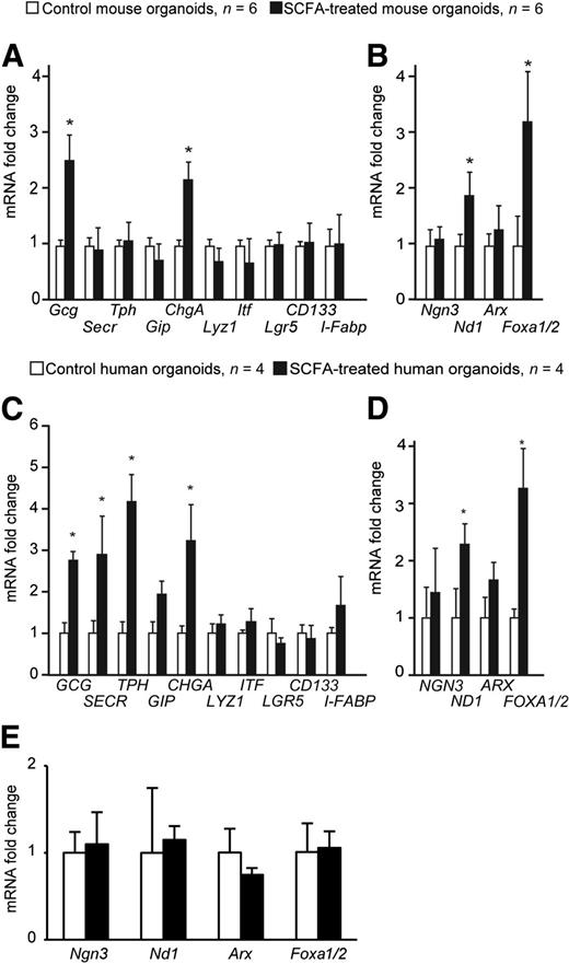 Generation of L Cells in Mouse and Human Small Intestine Organoids ...