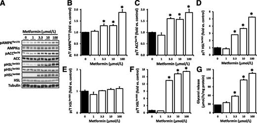 Metformin Lowers Plasma Triglycerides by Promoting VLDL-Triglyceride ...