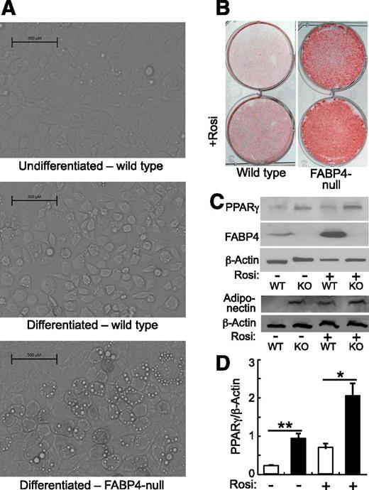 FABP4 Attenuates PPARγ and Adipogenesis and Is Inversely Correlated ...