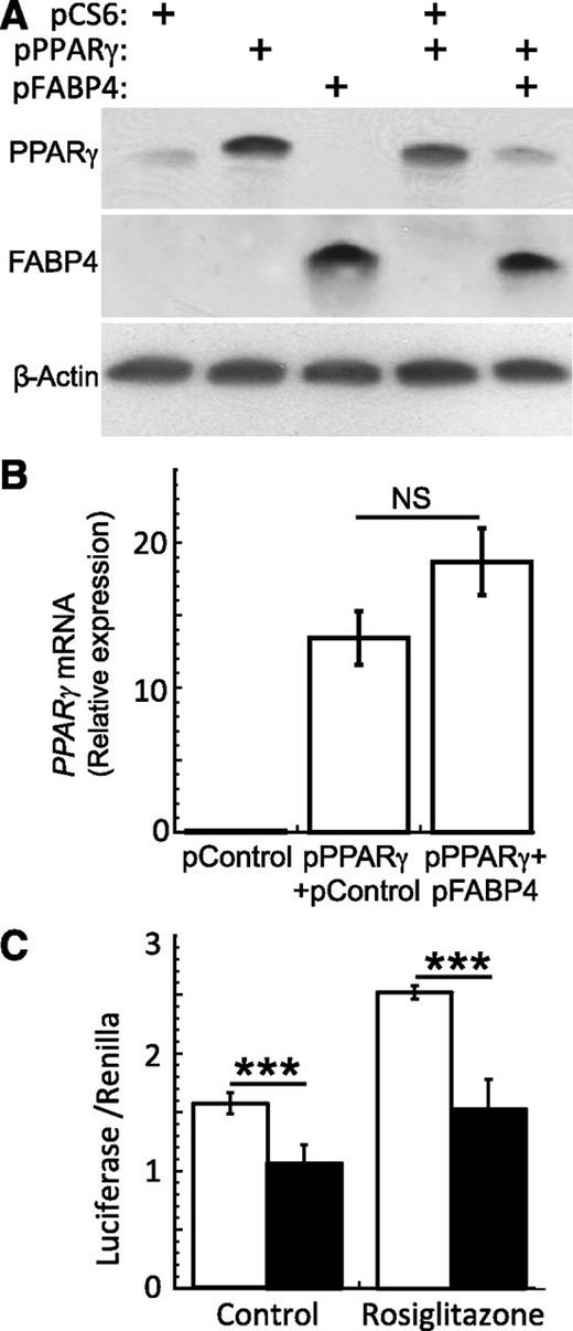 FABP4 Attenuates PPARγ and Adipogenesis and Is Inversely Correlated ...