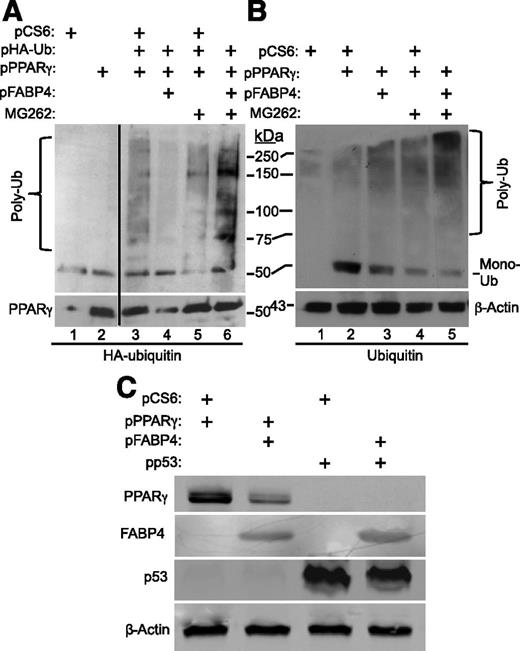 FABP4 Attenuates PPARγ and Adipogenesis and Is Inversely Correlated ...