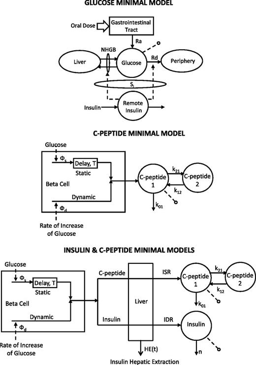 The Oral Minimal Model Method | Diabetes | American Diabetes Association