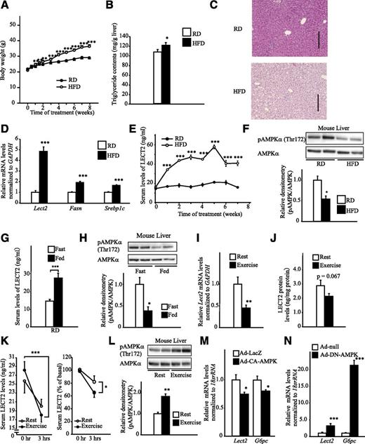 LECT2 Functions as a Hepatokine That Links Obesity to Skeletal Muscle ...