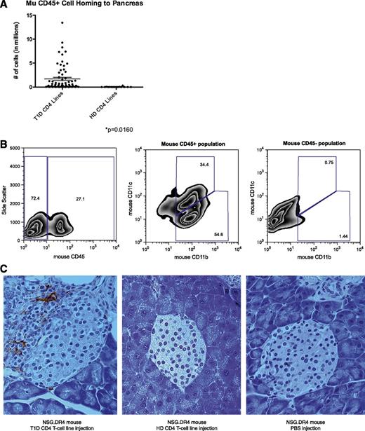 A Humanized Mouse Model of Autoimmune Insulitis | Diabetes | American ...
