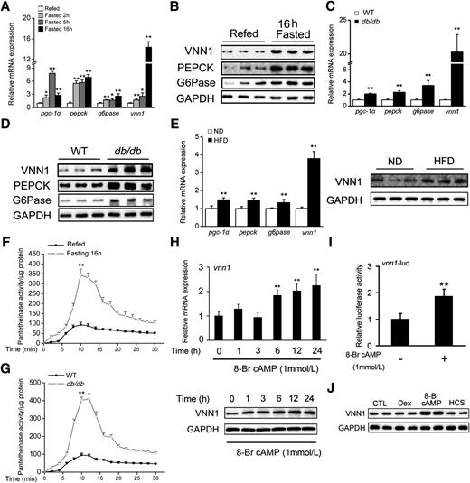 Vanin-1 Is a Key Activator for Hepatic Gluconeogenesis | Diabetes ...