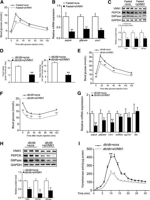 Vanin-1 Is a Key Activator for Hepatic Gluconeogenesis | Diabetes ...