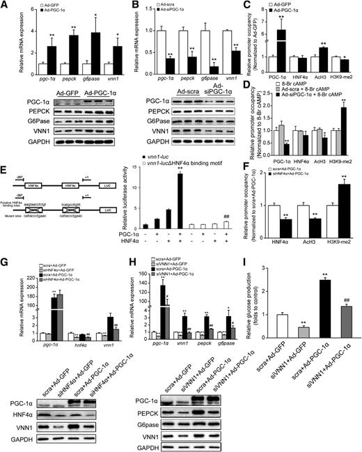 Vanin-1 Is a Key Activator for Hepatic Gluconeogenesis | Diabetes ...