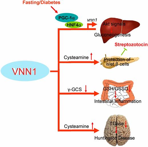 Vanin-1 Is a Key Activator for Hepatic Gluconeogenesis | Diabetes ...