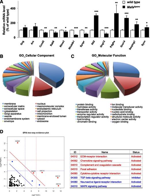 The MafA Transcription Factor Becomes Essential to Islet β-Cells Soon ...