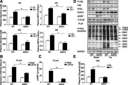 Adipose-Specific Knockout of Seipin/Bscl2 Results in Progressive ...