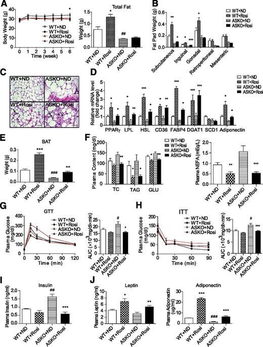 Adipose-Specific Knockout of Seipin/Bscl2 Results in Progressive ...