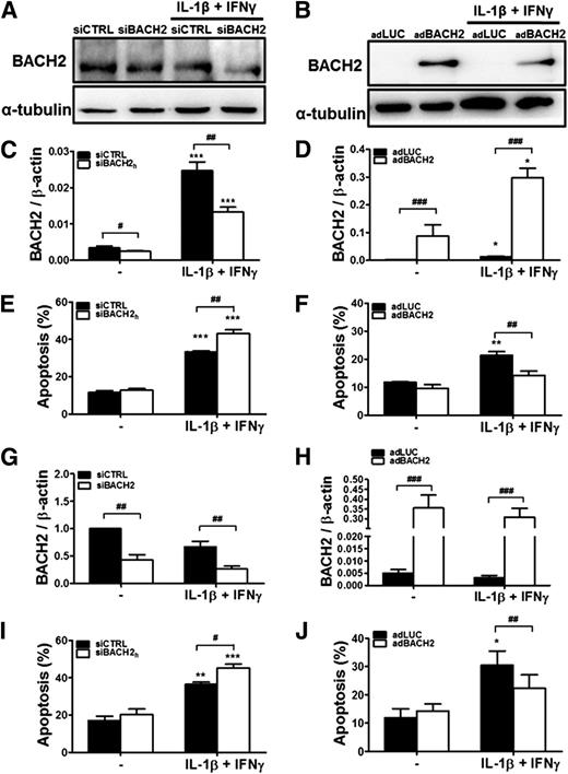 BACH2, a Candidate Risk Gene for Type 1 Diabetes, Regulates Apoptosis ...