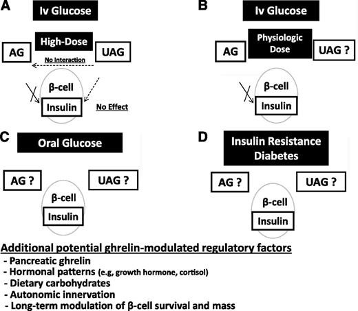 Ghrelin and Insulin Secretion in Humans: Not a Tale of Two Hormones ...