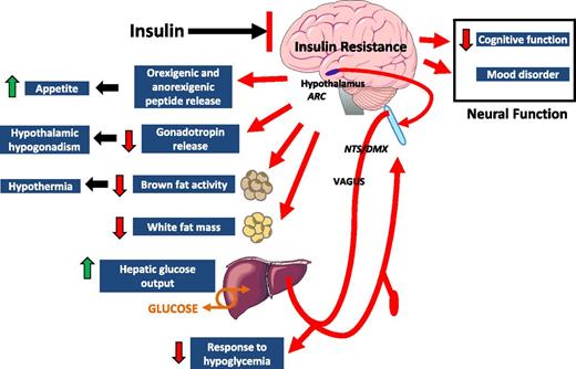 Insulin Action in Brain Regulates Systemic Metabolism and Brain ...