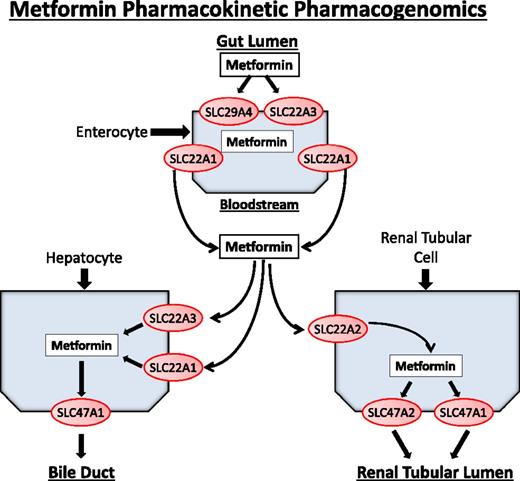 Metformin Pharmacogenomics: Biomarkers to Mechanisms | Diabetes ...