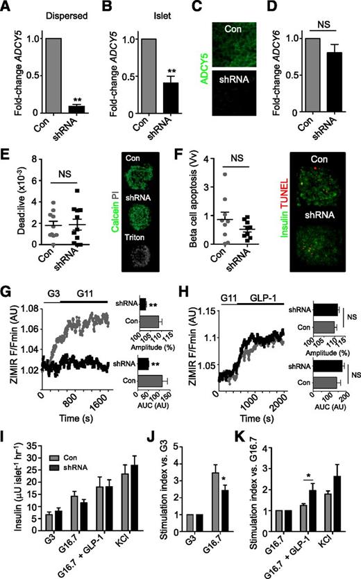 ADCY5 Couples Glucose to Insulin Secretion in Human Islets | Diabetes ...