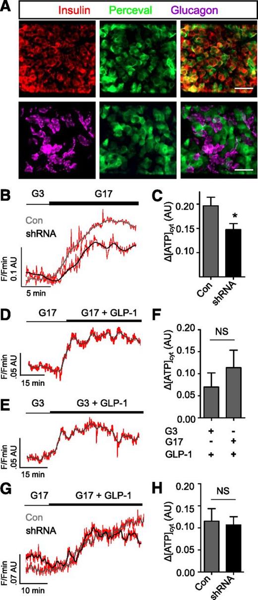 ADCY5 Couples Glucose to Insulin Secretion in Human Islets | Diabetes ...