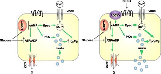 ADCY5 Couples Glucose to Insulin Secretion in Human Islets | Diabetes ...
