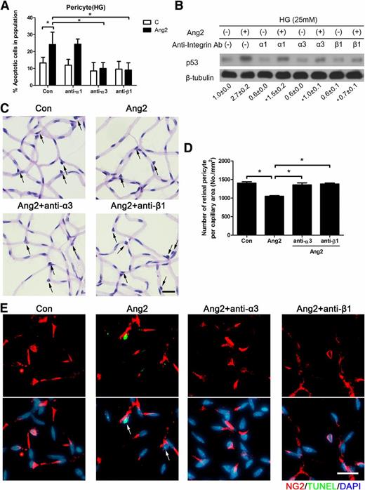 Angiopoietin 2 Induces Pericyte Apoptosis via α3β1 Integrin Signaling ...