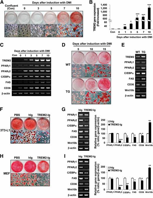 Triggering Receptor Expressed on Myeloid Cells 2 (TREM2) Promotes ...