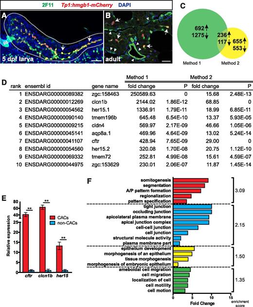 Centroacinar Cells Are Progenitors That Contribute to Endocrine ...
