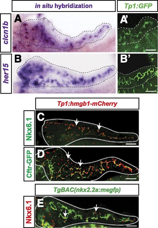 Centroacinar Cells Are Progenitors That Contribute to Endocrine ...