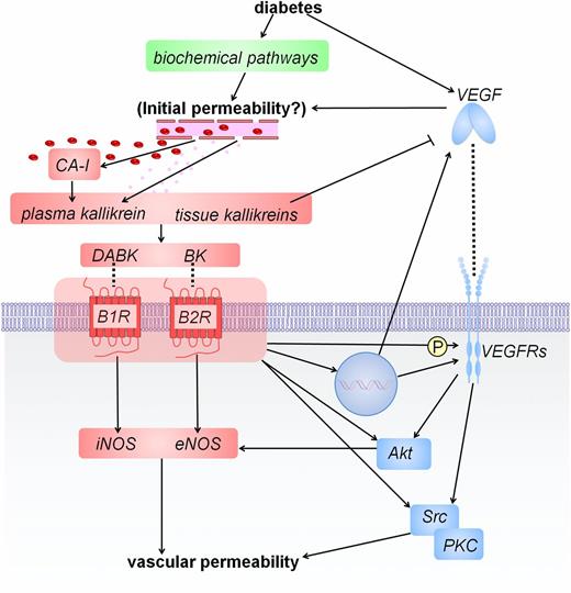 Kallikrein-Kinin System: An Emerging Competitor or Collaborator for ...