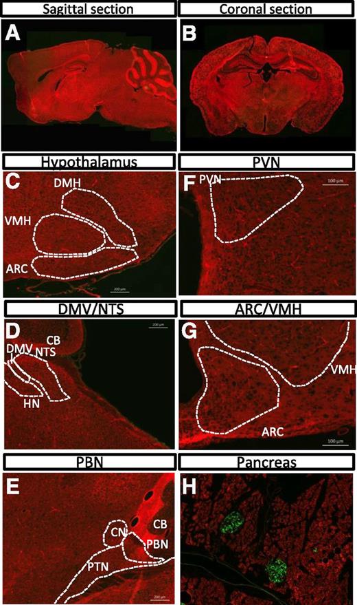 Phenotypic Characterization of MIP-CreERT1Lphi Mice With Transgene ...
