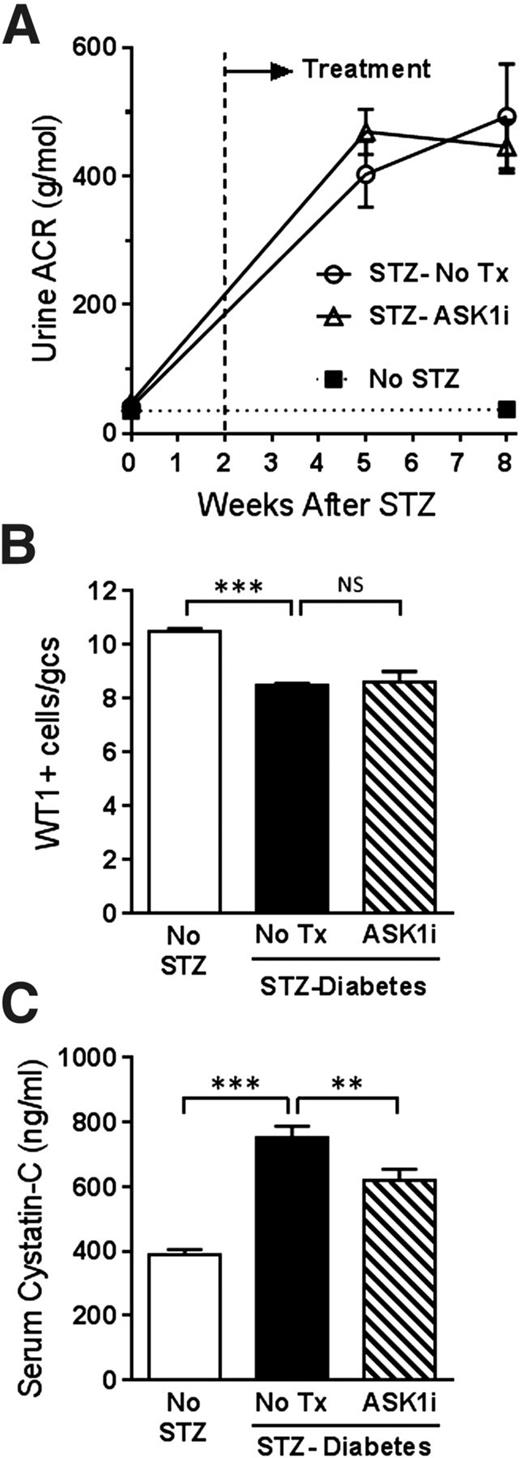 ASK1 Inhibitor Halts Progression of Diabetic Nephropathy in Nos3 ...