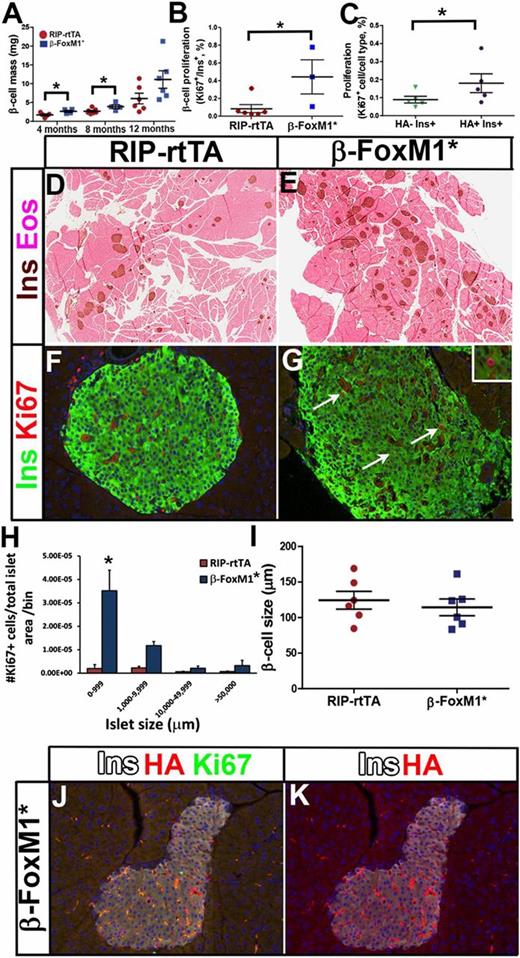 Activation of FoxM1 Revitalizes the Replicative Potential of Aged β ...