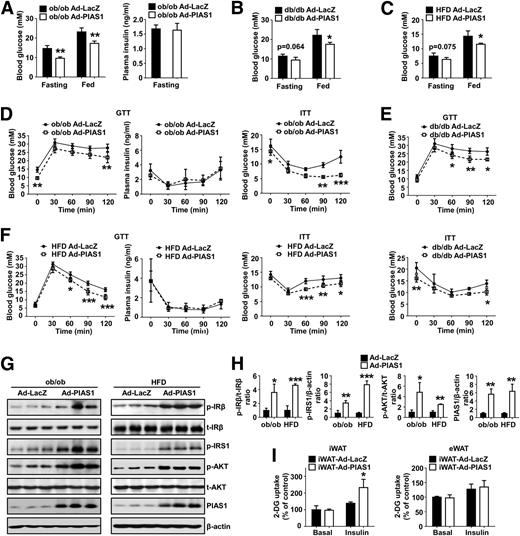 Protein Inhibitor of Activated STAT 1 (PIAS1) Protects Against Obesity ...