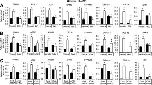 ATGL-Catalyzed Lipolysis Regulates SIRT1 to Control PGC-1α/PPAR-α ...