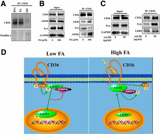 Regulation of AMPK Activation by CD36 Links Fatty Acid Uptake to β ...