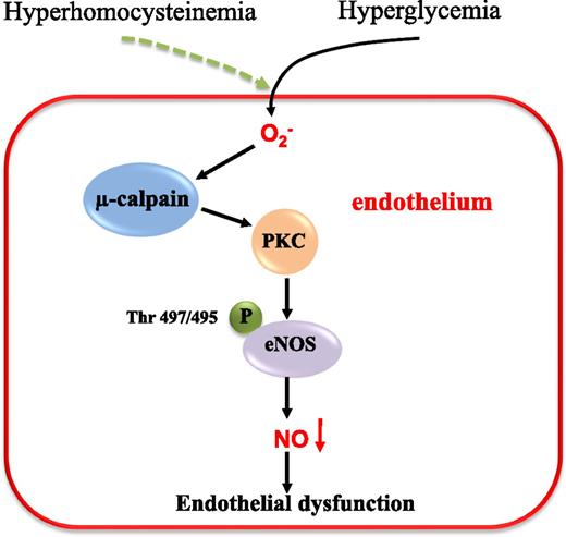 New Insights of µ-Calpain in the Pathogenesis of Diabetic Vascular ...