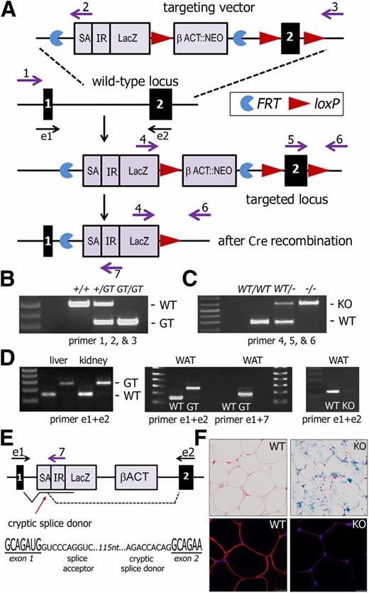 Targeted Disruption of the SUCNR1 Metabolic Receptor Leads to ...