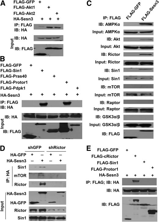 Sestrin 3 Protein Enhances Hepatic Insulin Sensitivity by Direct ...