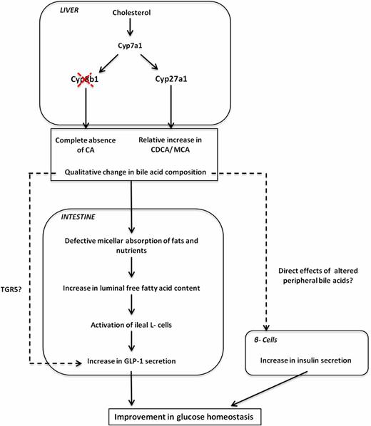 Loss of Cyp8b1 Improves Glucose Homeostasis by Increasing GLP-1 ...