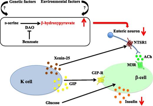 β-Hydroxypyruvate: A New Diabetogenic Factor? | Diabetes | American ...
