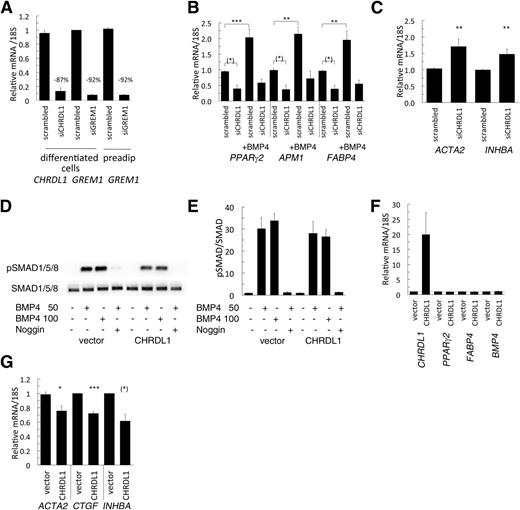 BMP4 and BMP Antagonists Regulate Human White and Beige Adipogenesis ...