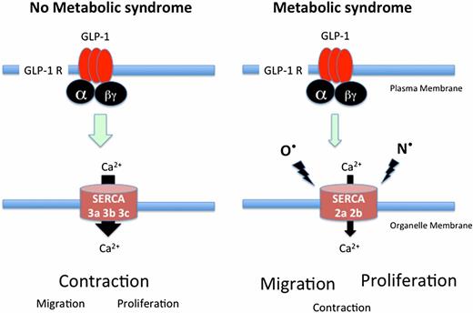 New Insights on the Role of SERCA During Vessel Remodeling in Metabolic ...
