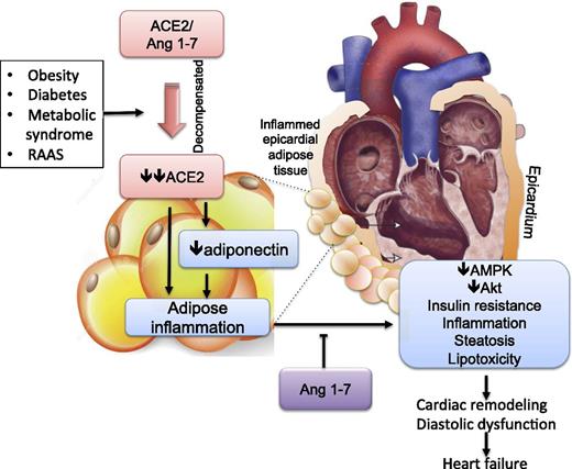 Protecting the Heart in Obesity: Role of ACE2 and Its Partners ...