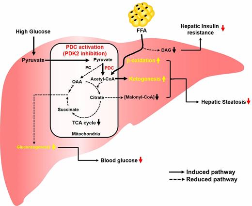 Inhibition of Pyruvate Dehydrogenase Kinase 2 Protects Against Hepatic ...
