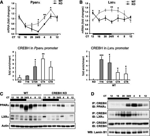 CREBH Couples Circadian Clock With Hepatic Lipid Metabolism | Diabetes ...