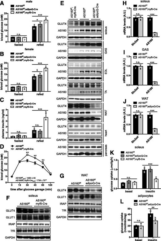 The Inactivation of RabGAP Function of AS160 Promotes Lysosomal ...