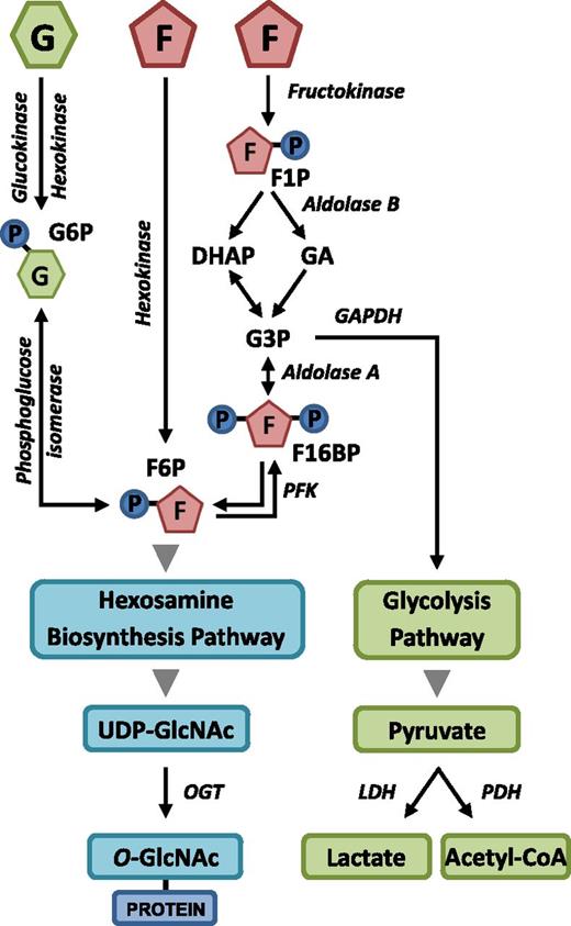 Diabetic Cardiomyopathy: The Case for a Role of Fructose in Disease ...